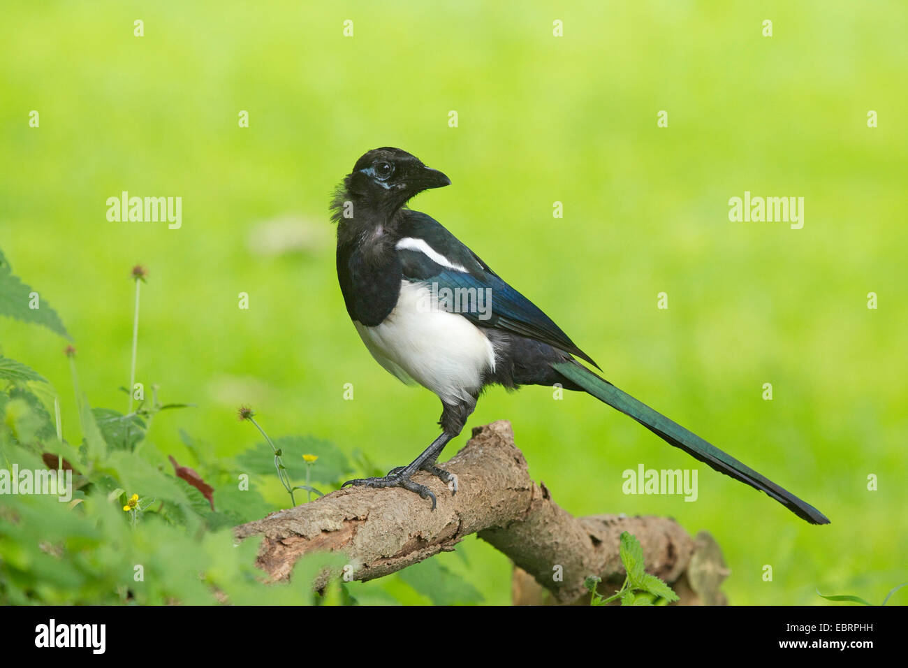 Juvenile magpie hi-res stock photography and images - Alamy
