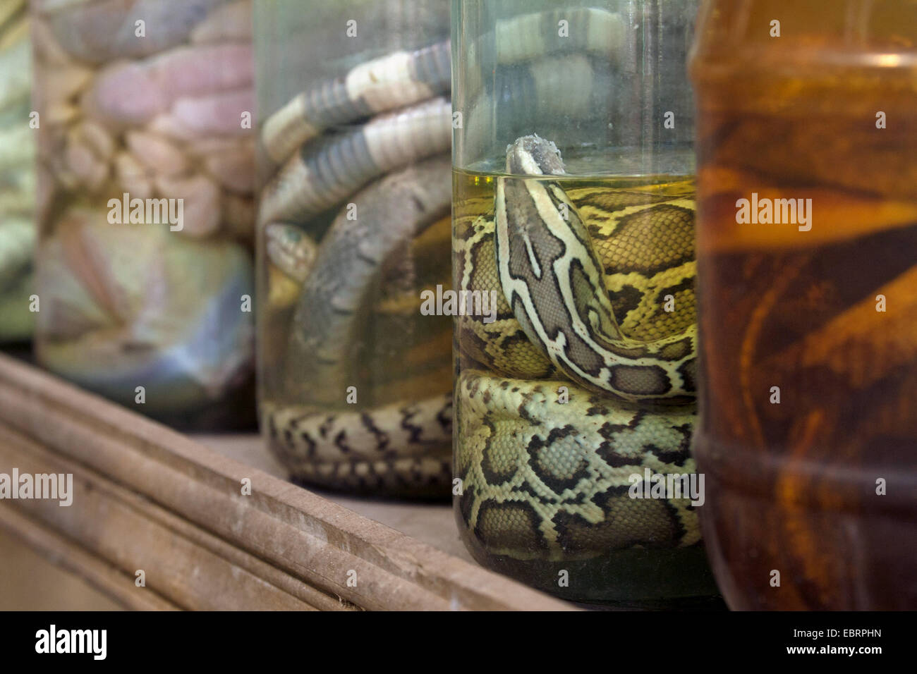 Burmese python (Python bivittatus, Python molurus bivittatus), snakes ... Burmese python (Python bivittatus, Python molurus bivittatus), snakes ...