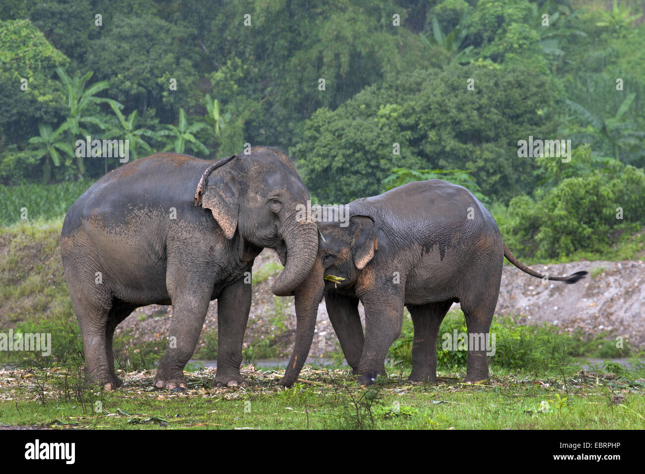 Elephants wet hi-res stock photography and images - Alamy