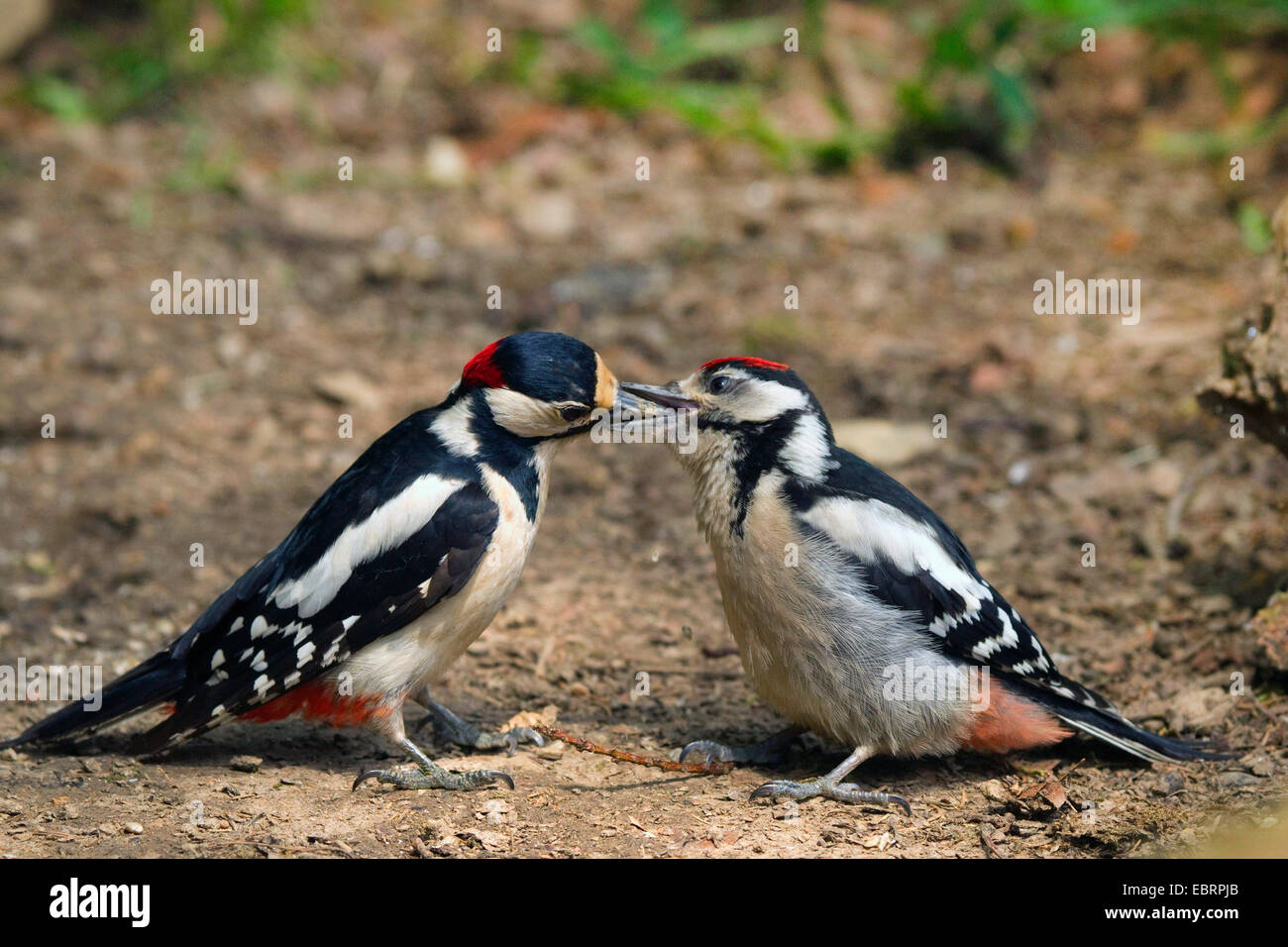 Great spotted woodpecker (Picoides major, Dendrocopos major), male ...