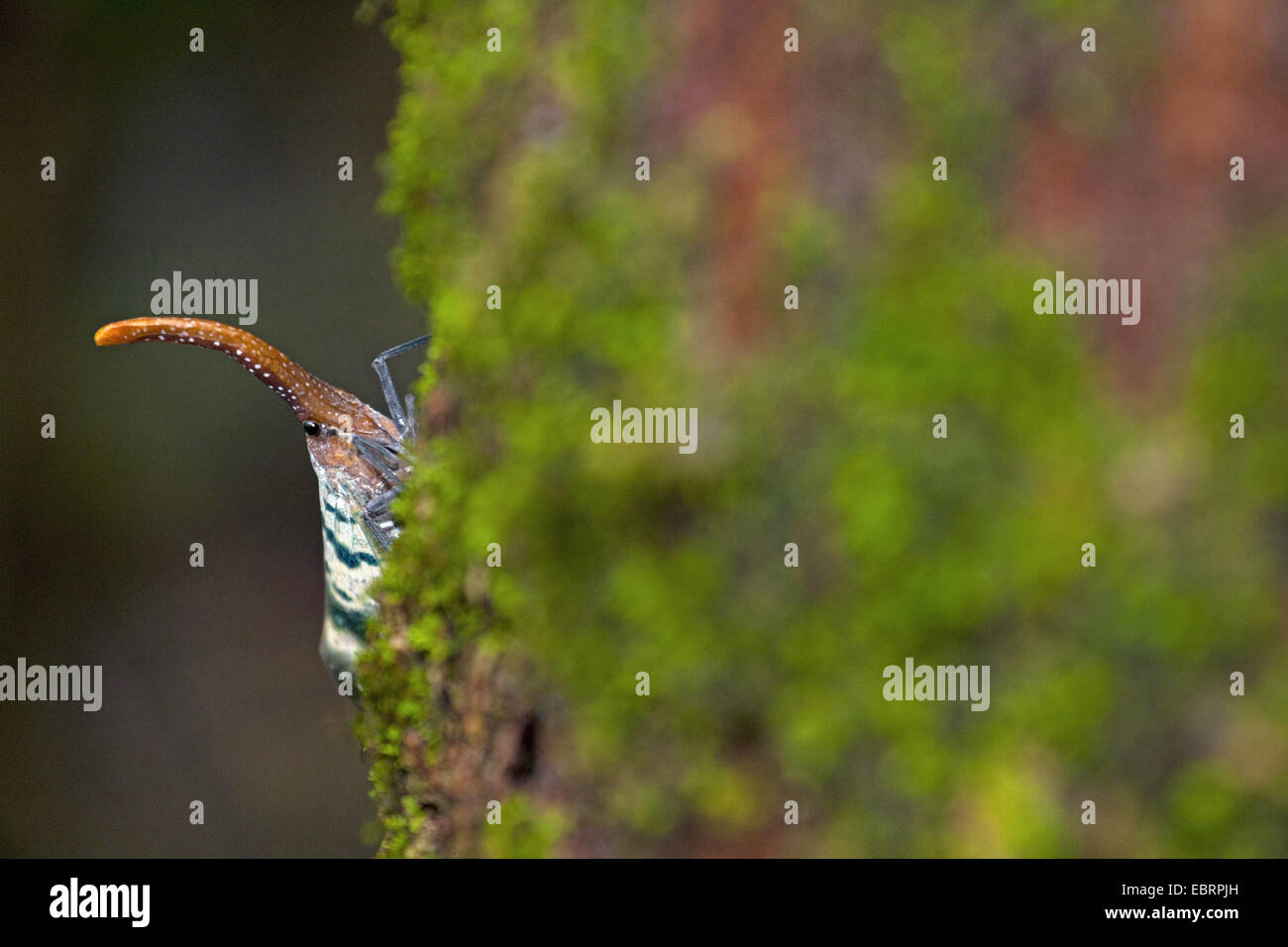 Latern fly (Pyrops ducalis), at mossy tree trunk, Thailand, Khao Yai ...
