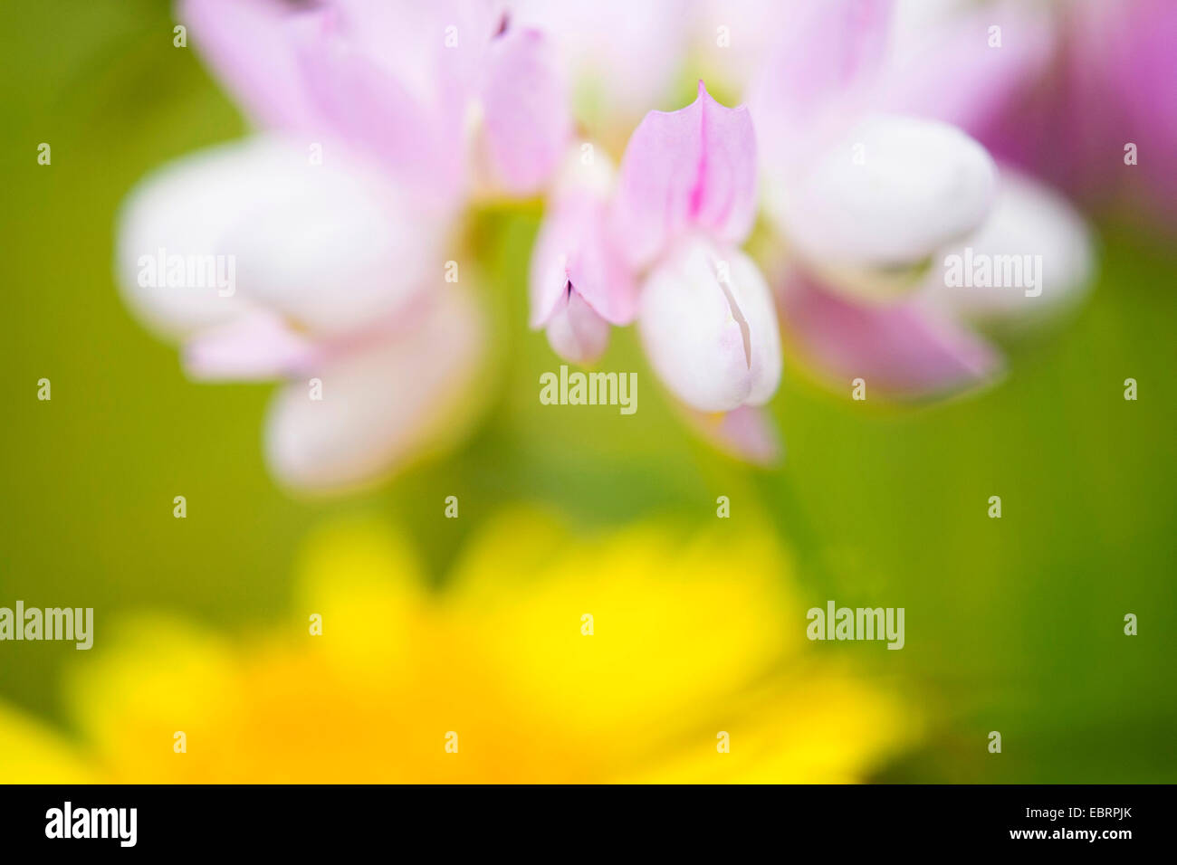 Crown vetches hi-res stock photography and images - Alamy