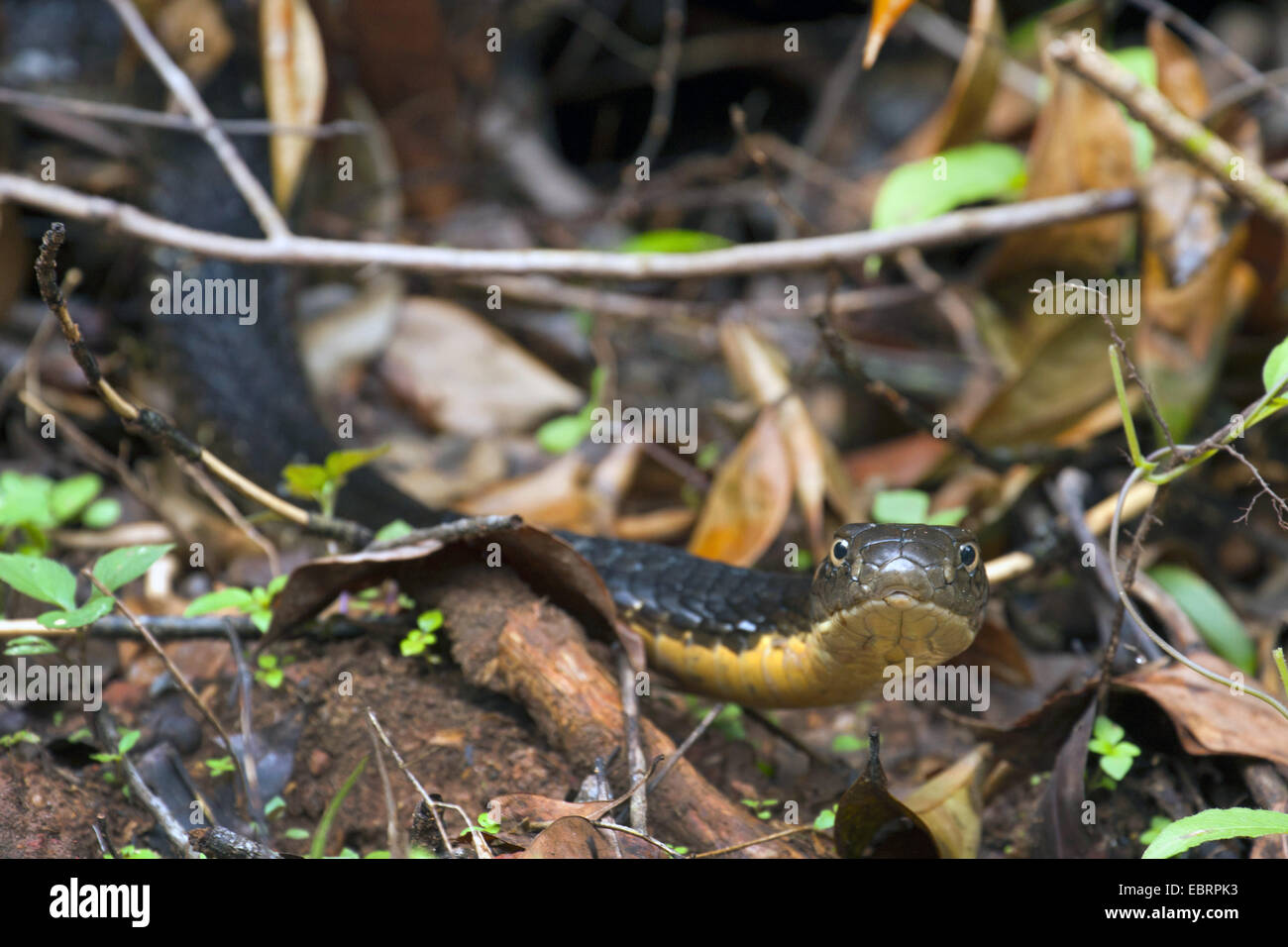 king cobra, hamadryad (Ophiophagus hannah), portrait on forest floor ...