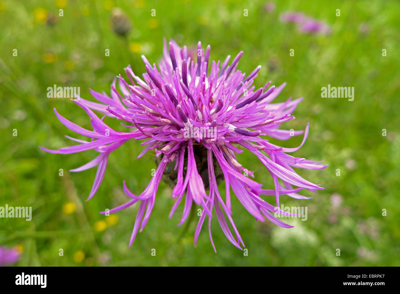 Ligulate Flowers High Resolution Stock Photography and Images - Alamy