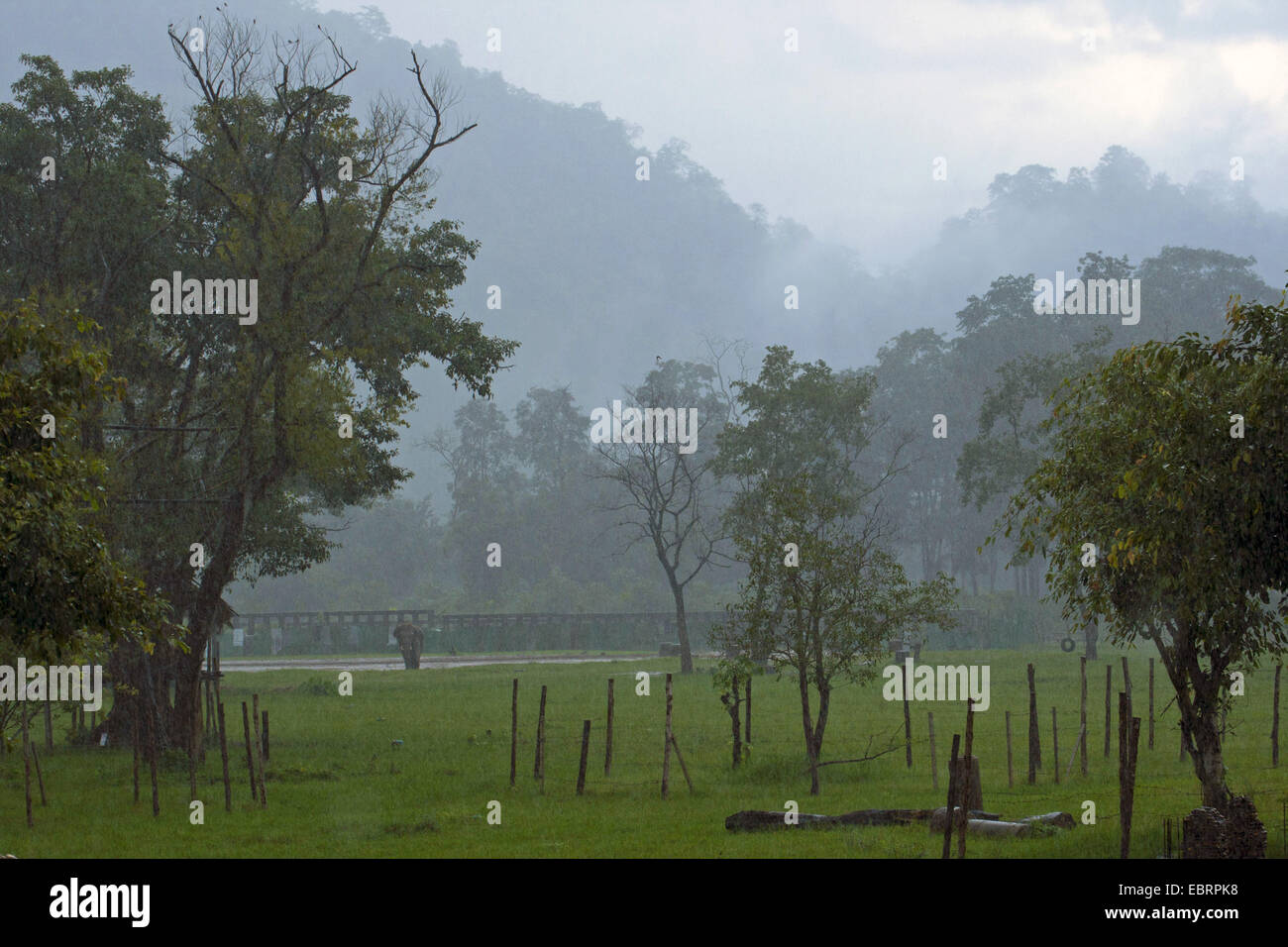 Elephant in enclosure hi-res stock photography and images - Alamy