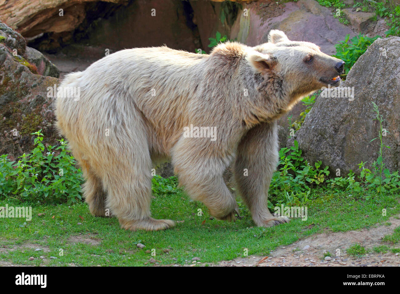 Brown bear standing up hi-res stock photography and images - Alamy