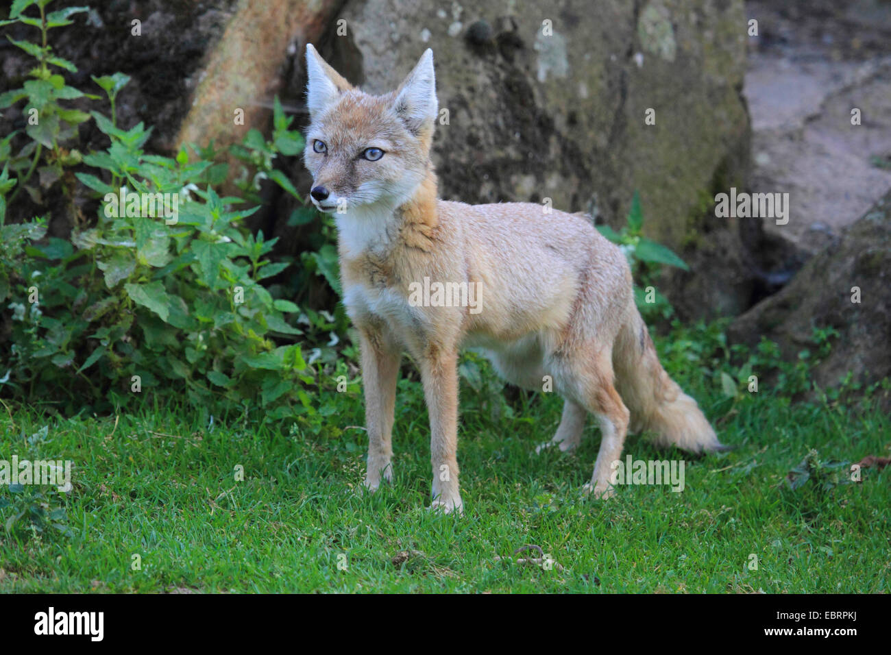 Corsac fox (Vulpes corsac), standing in a meadow Stock Photo - Alamy