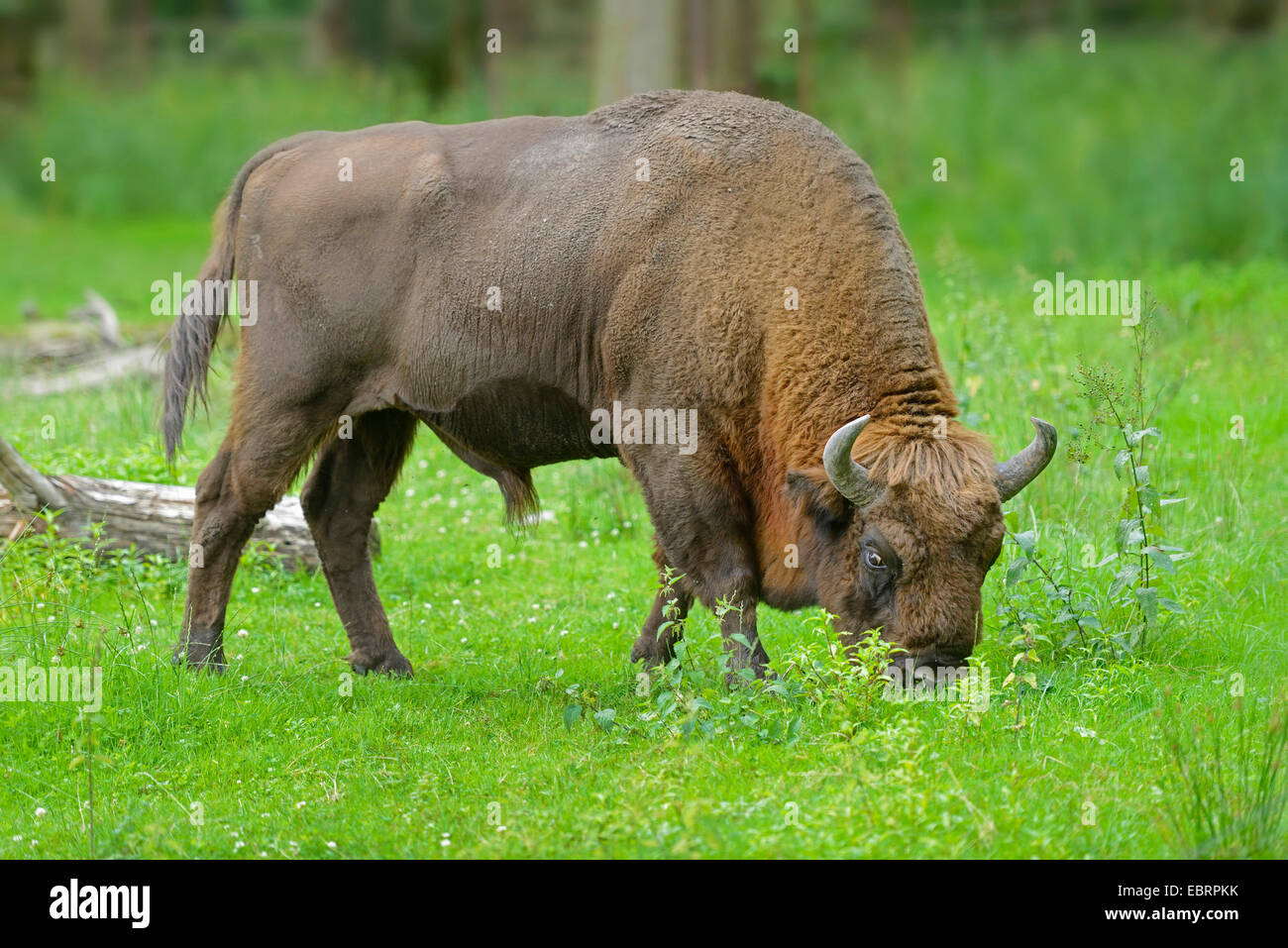 Adult bison grazes in hi-res stock photography and images - Alamy