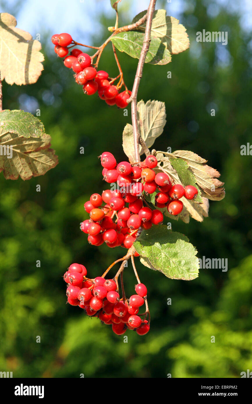 Sorbus intermedia hi-res stock photography and images - Alamy