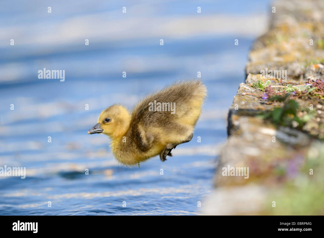Baby chicks jumping hi-res stock photography and images - Alamy