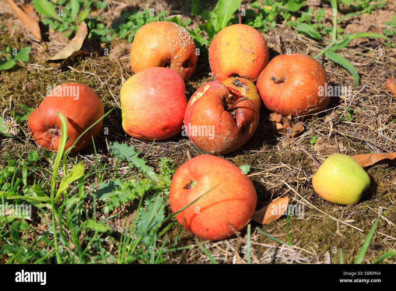 Apple ground hi-res stock photography and images - Alamy