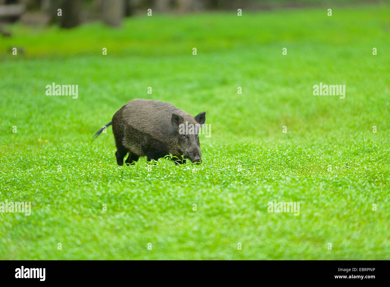 wild boar, pig, wild boar (Sus scrofa), in a swamp in early summer ...