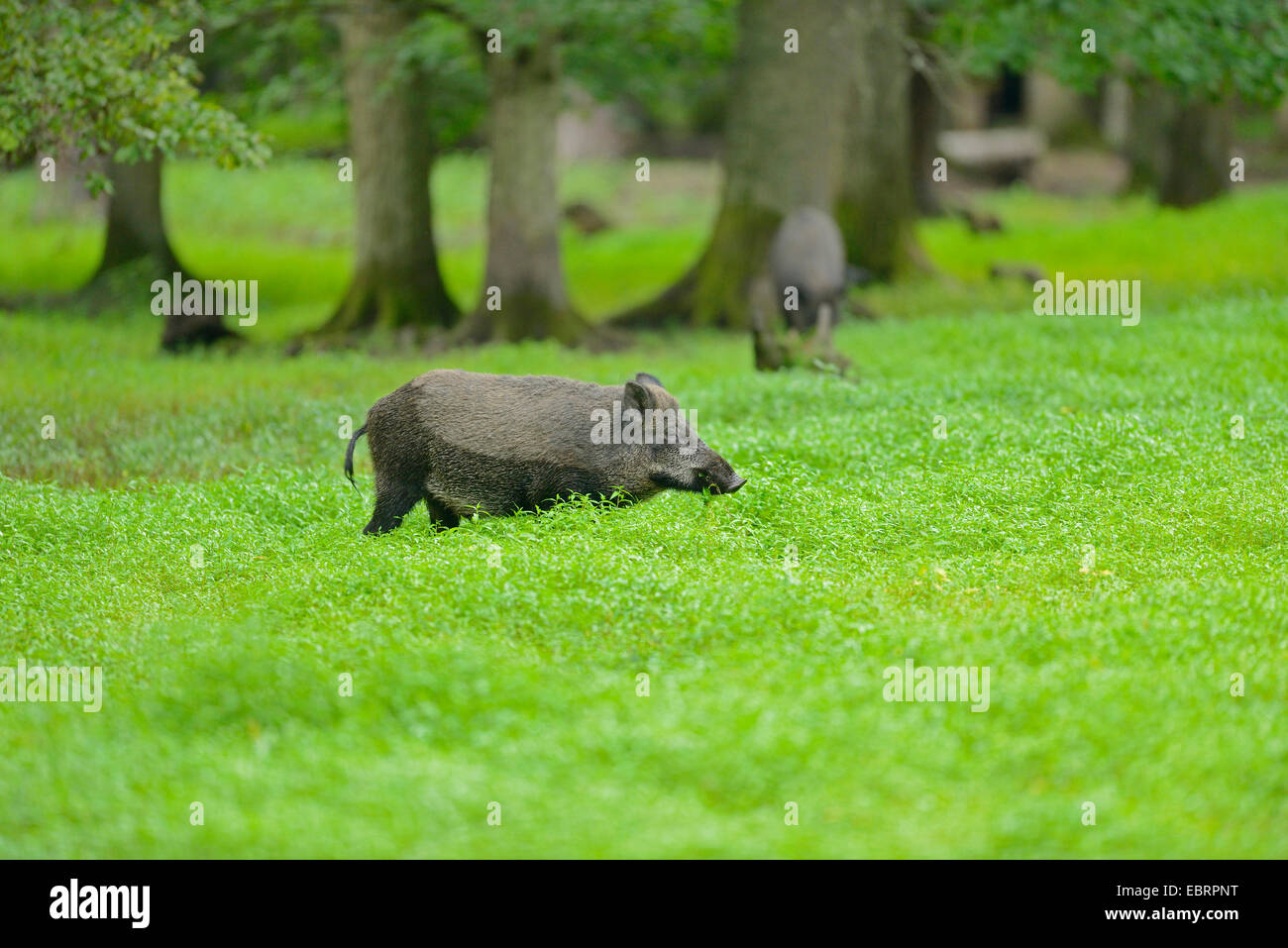 wild boar, pig, wild boar (Sus scrofa), in a swamp in early summer ...