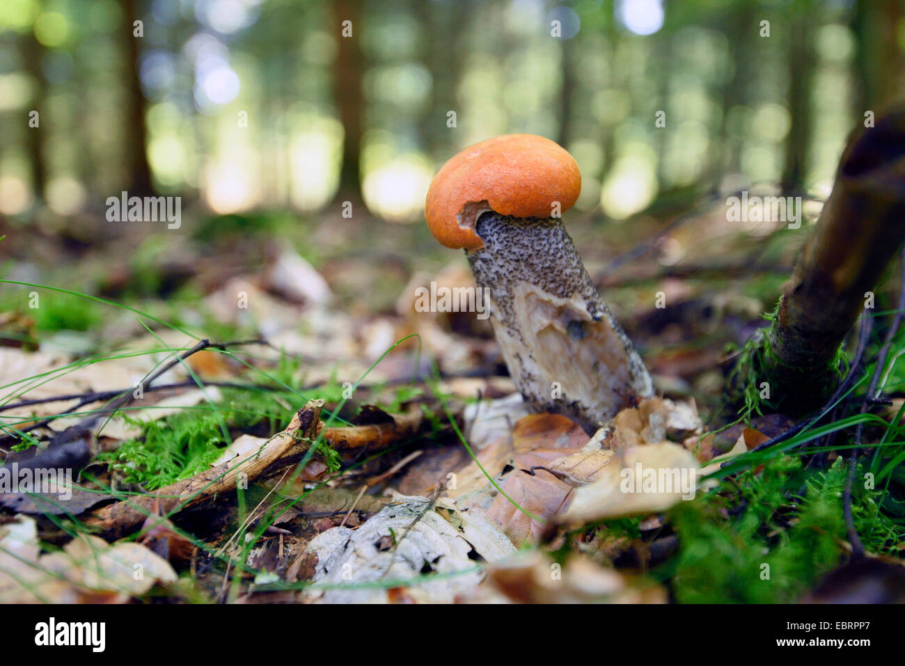 Orange birch boletes hi-res stock photography and images - Alamy