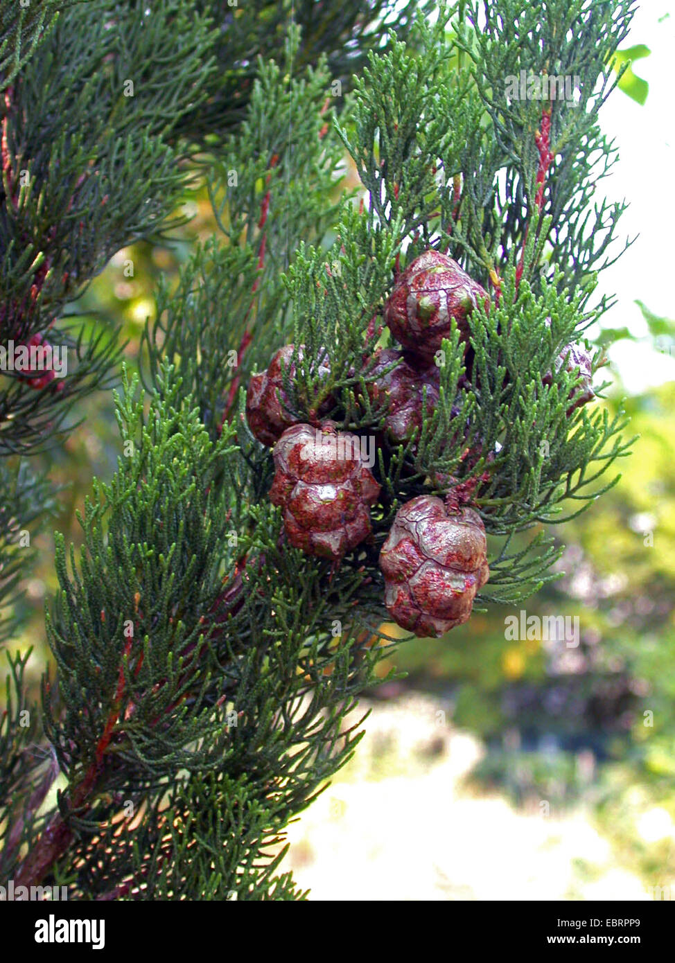 Italian cypress (Cupressus sempervirens 'Stricta', Cupressus ...