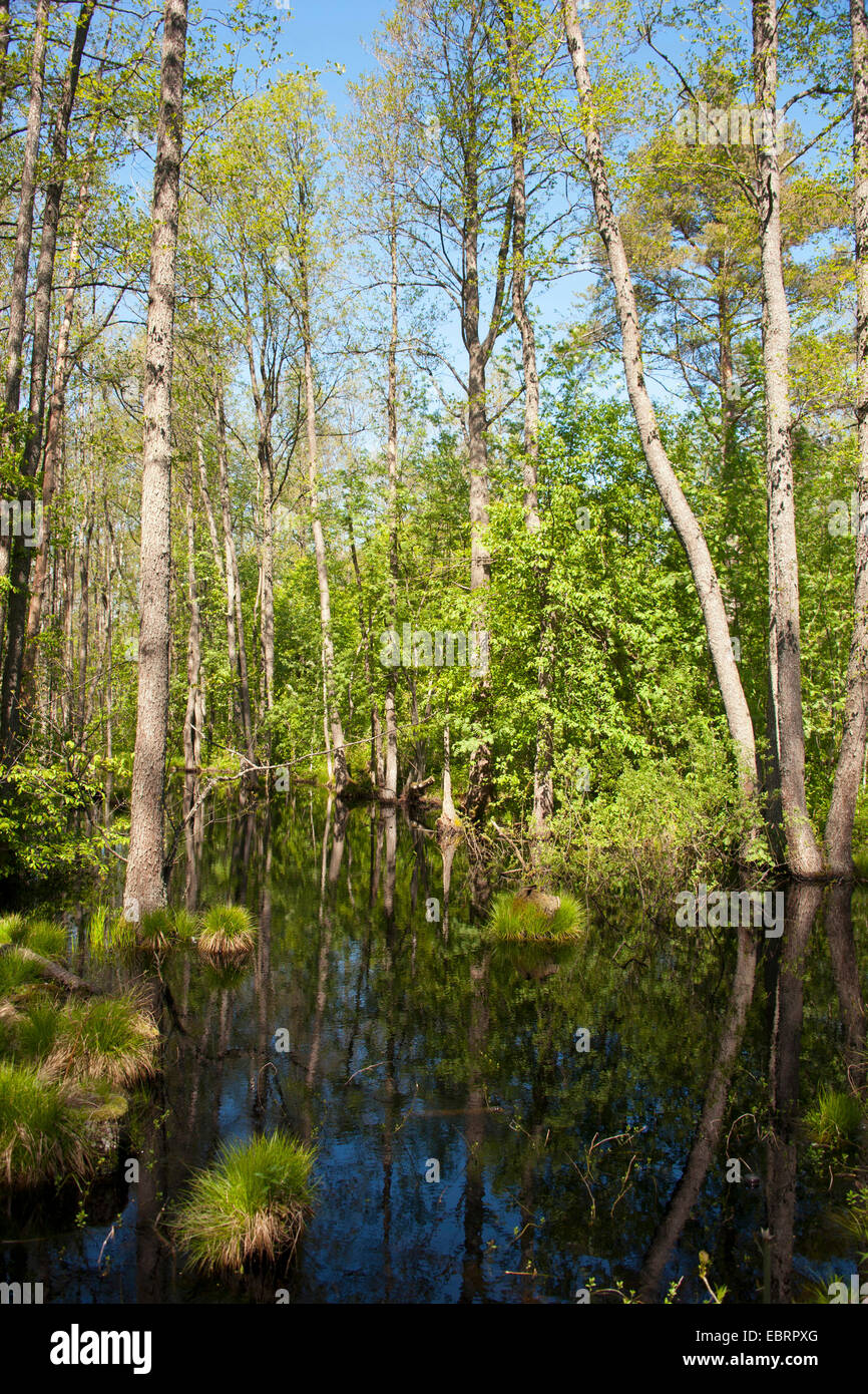 swamp forest and moor pond, Estonia, Parispea, Lahemaa National Park ...