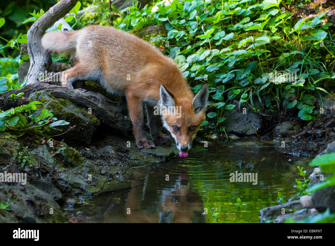 red fox (Vulpes vulpes), juvenile fox drinking from a forest pond ...