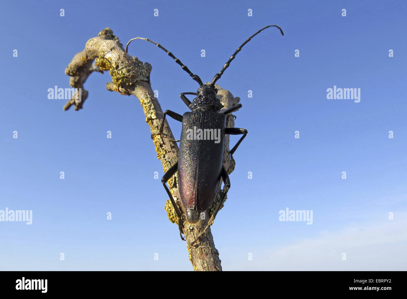 musk beetle (Aromia moschata), on a branch covered with lichens ...