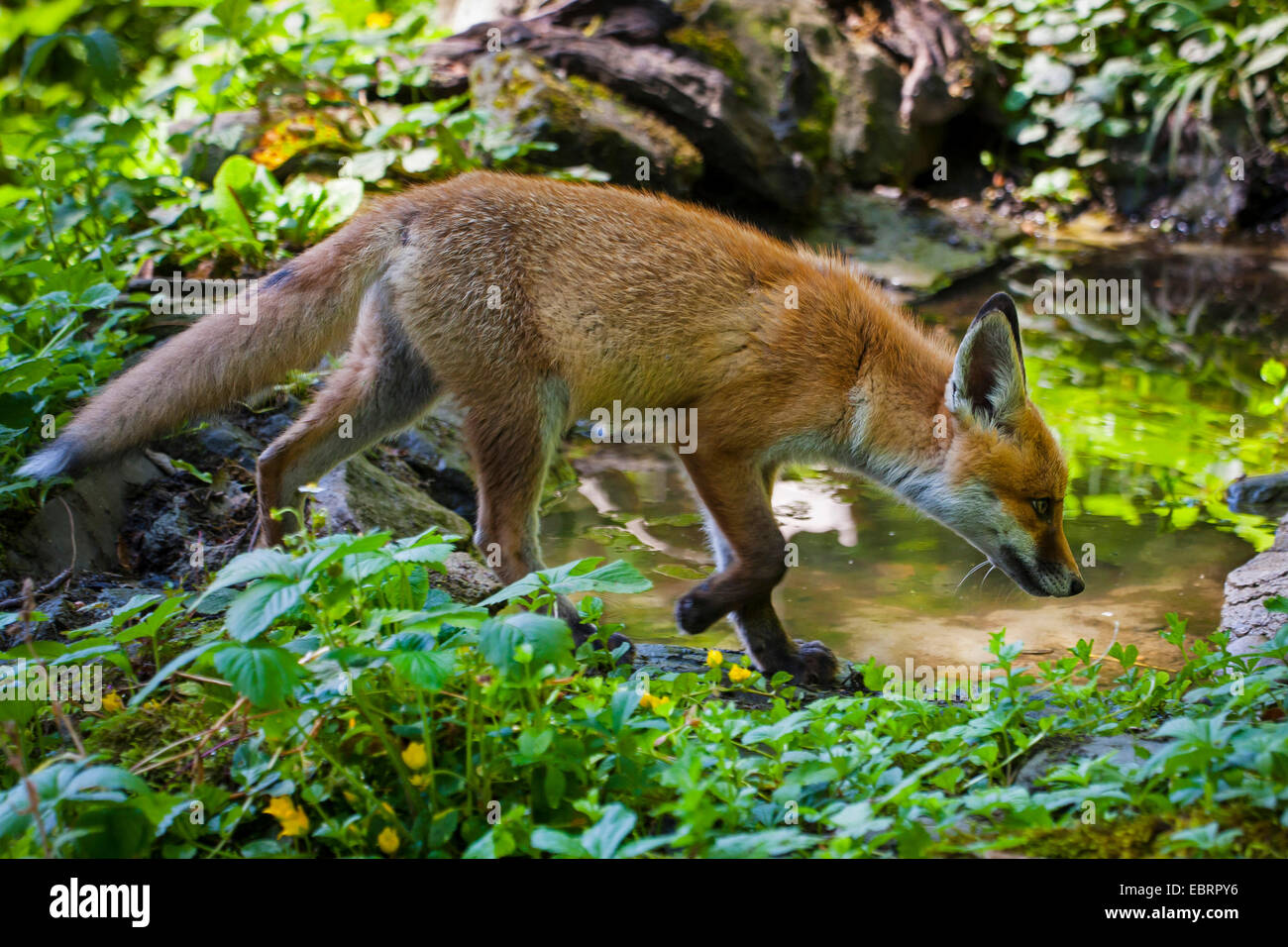 red fox (Vulpes vulpes), juvenile fox walking along at a forest pond ...
