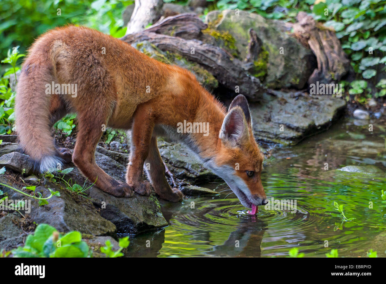red fox (Vulpes vulpes), juvenile fox drinking from a forest pond, Switzerland, Sankt Gallen ...