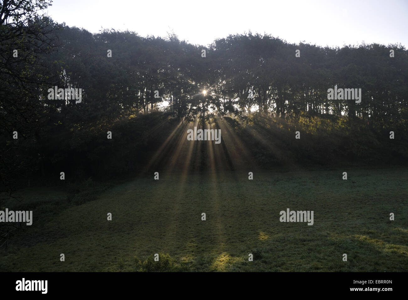 Sun through the forest hi-res stock photography and images - Alamy