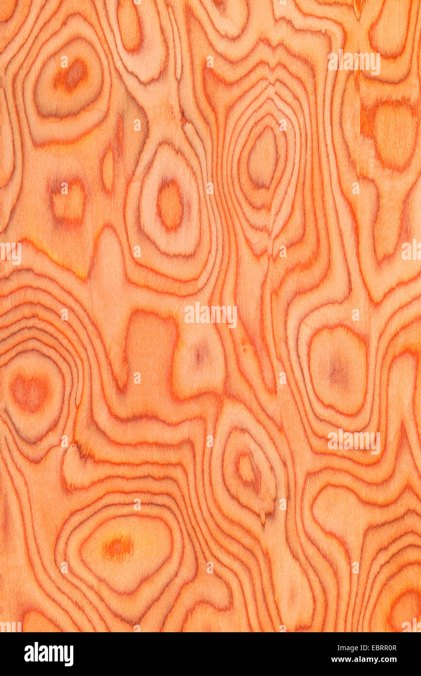 texture of root wood, natural rural tree background Stock Photo - Alamy