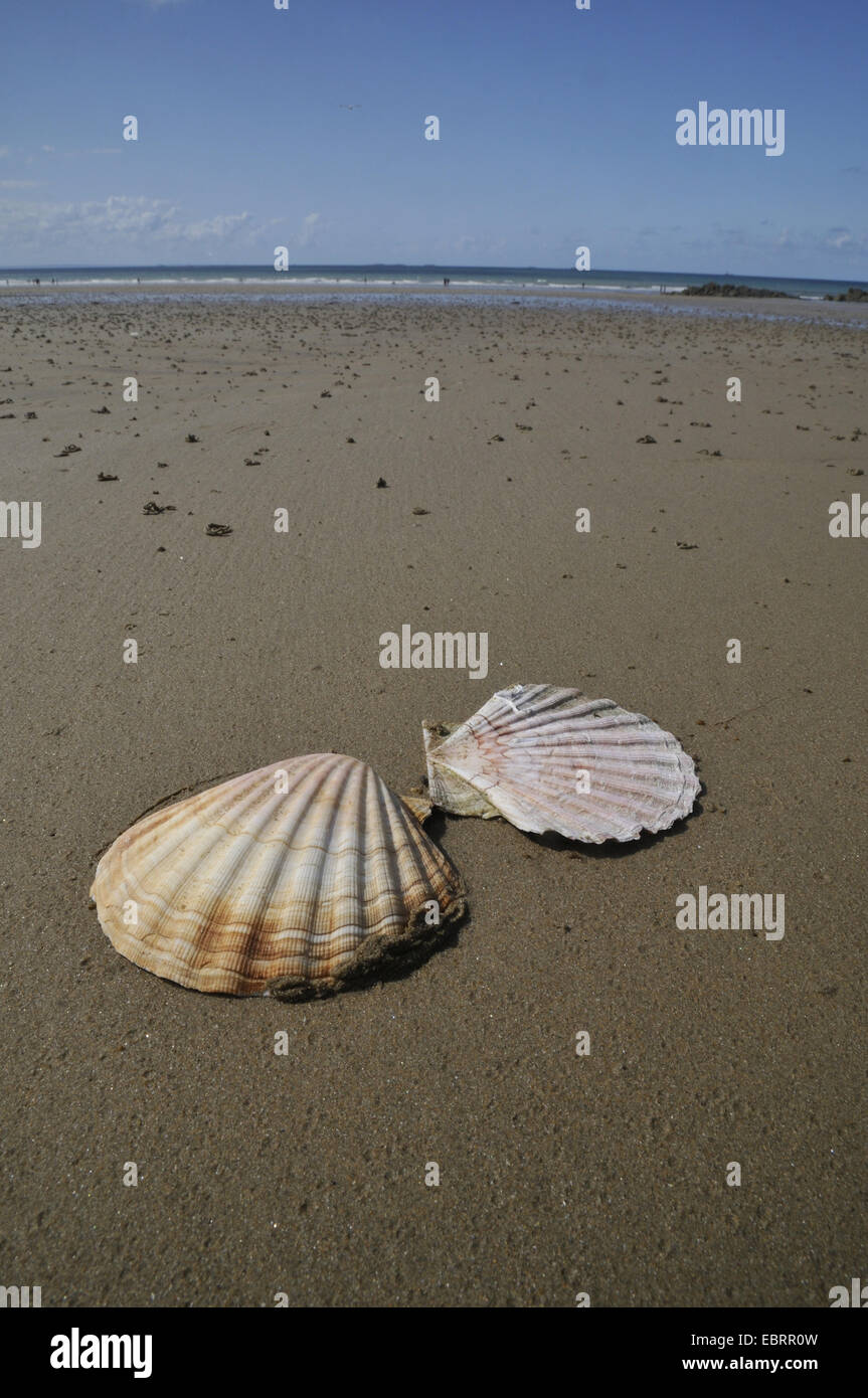 Pecten jacobaeus hi-res stock photography and images - Alamy