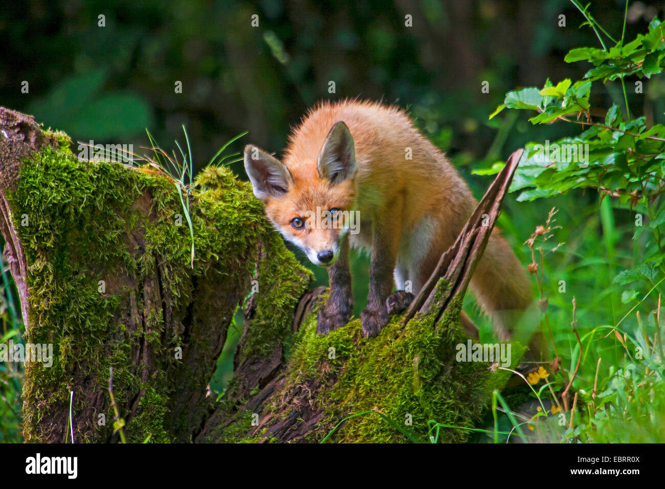 red fox (Vulpes vulpes), young red fox standing on a mossy root ...
