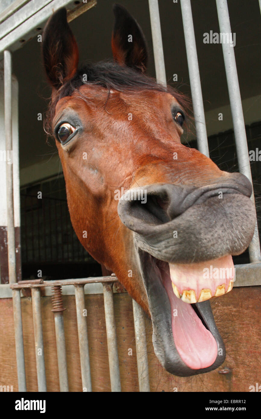 Neighing horse in stable hi-res stock photography and images - Alamy