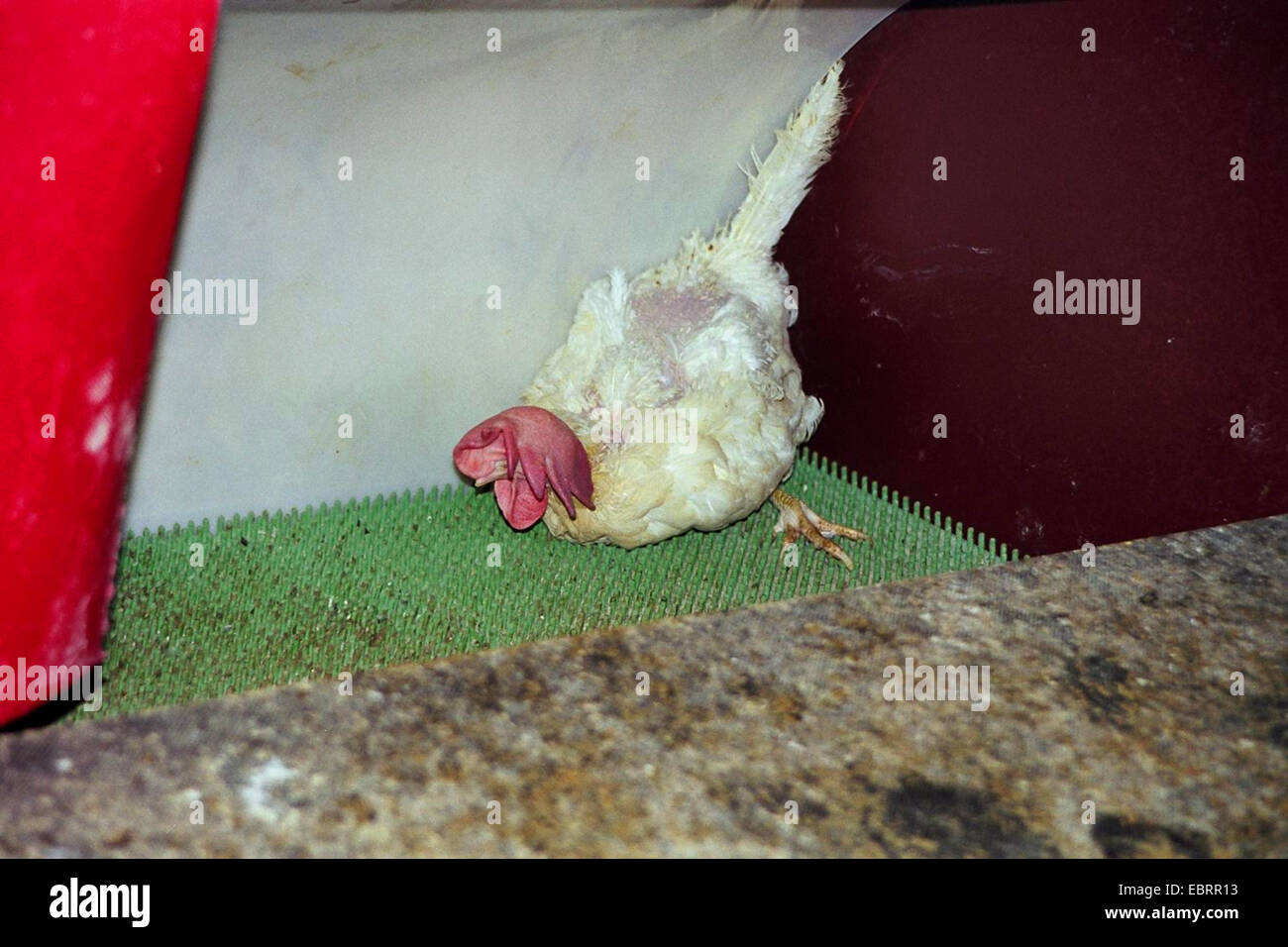 Stand domestic hi-res stock photography and images - Alamy