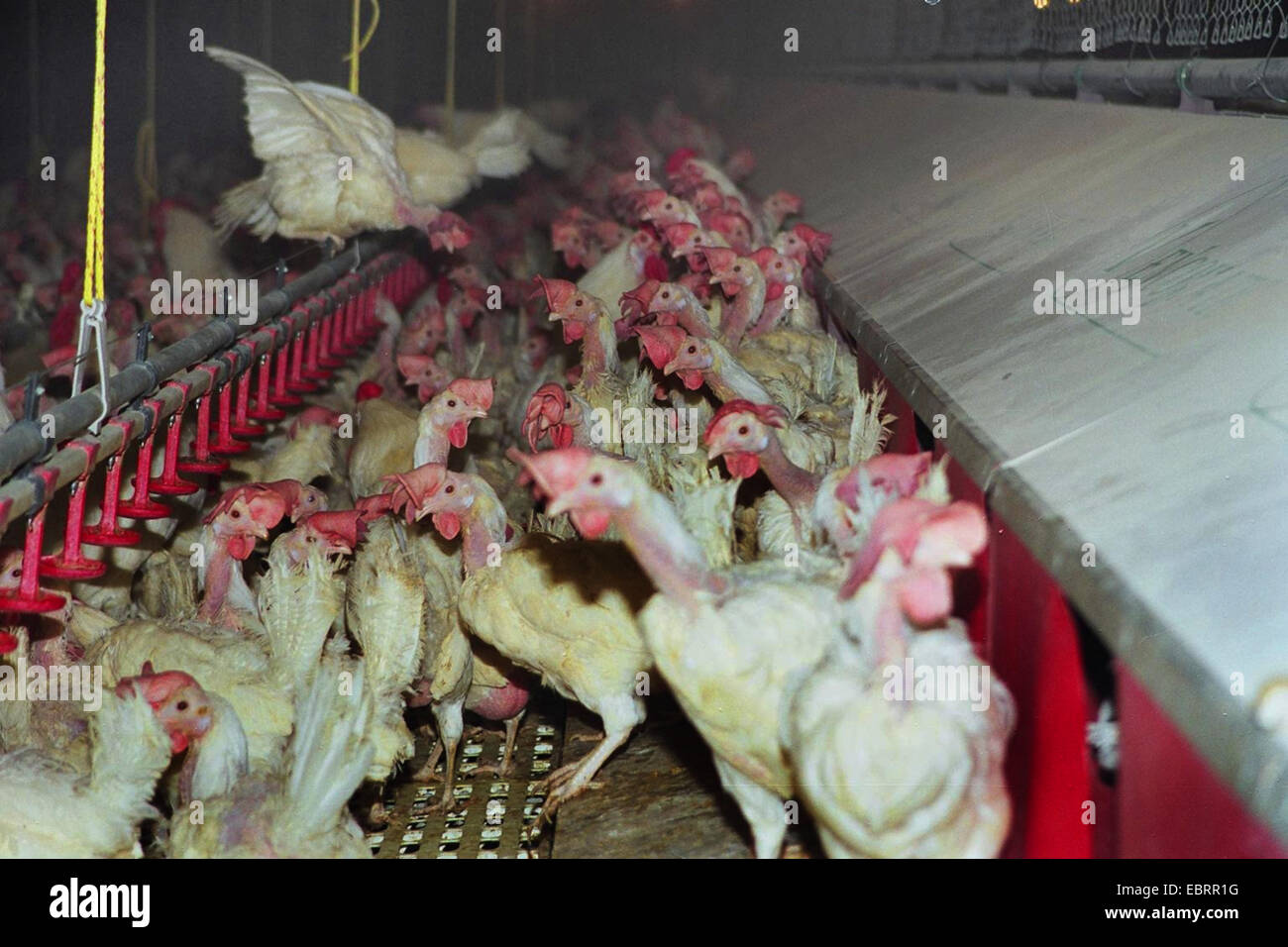 Broiler chickens hi-res stock photography and images - Alamy