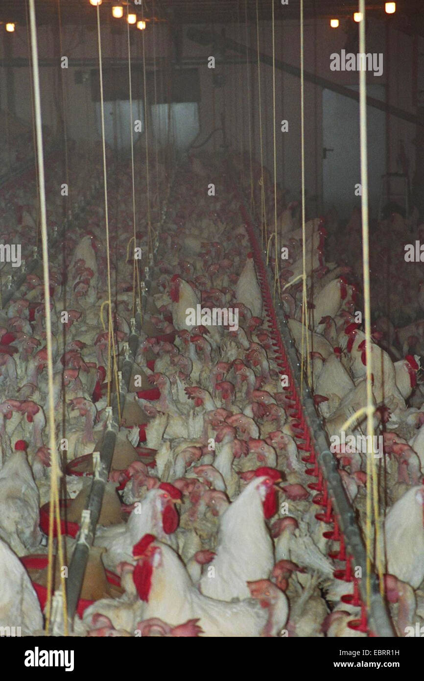 Broiler hi-res stock photography and images - Alamy