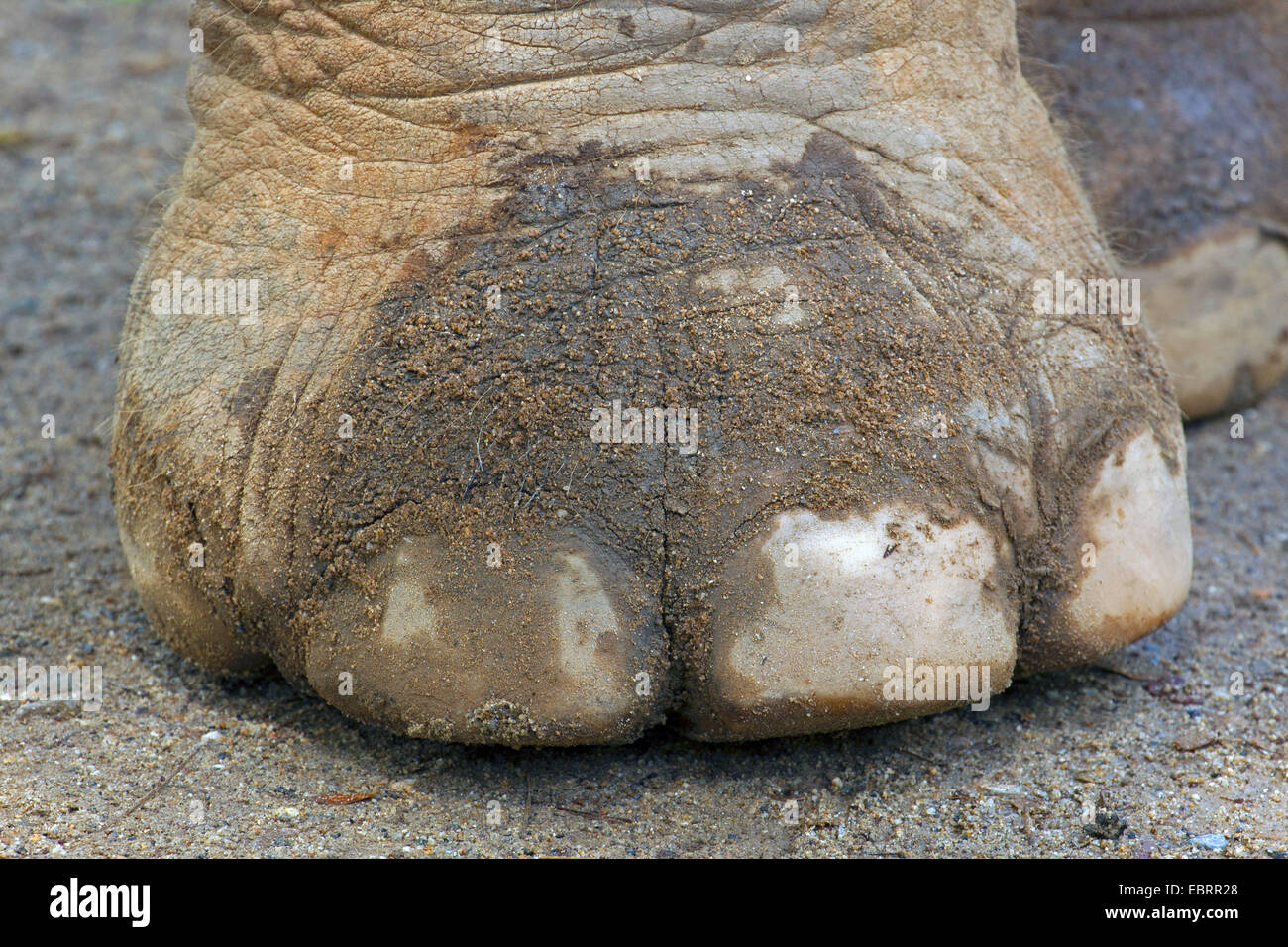 Elephant toe hi-res stock photography and images - Alamy