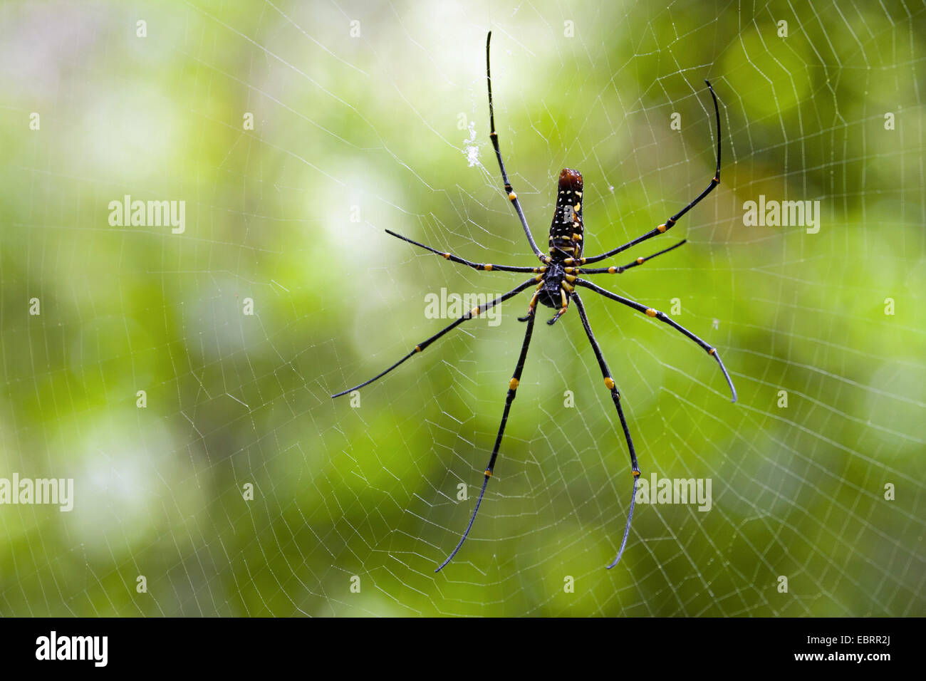 Golden orb-web spider (Nephila pilipes), in its web, Thailand, Chiang ...