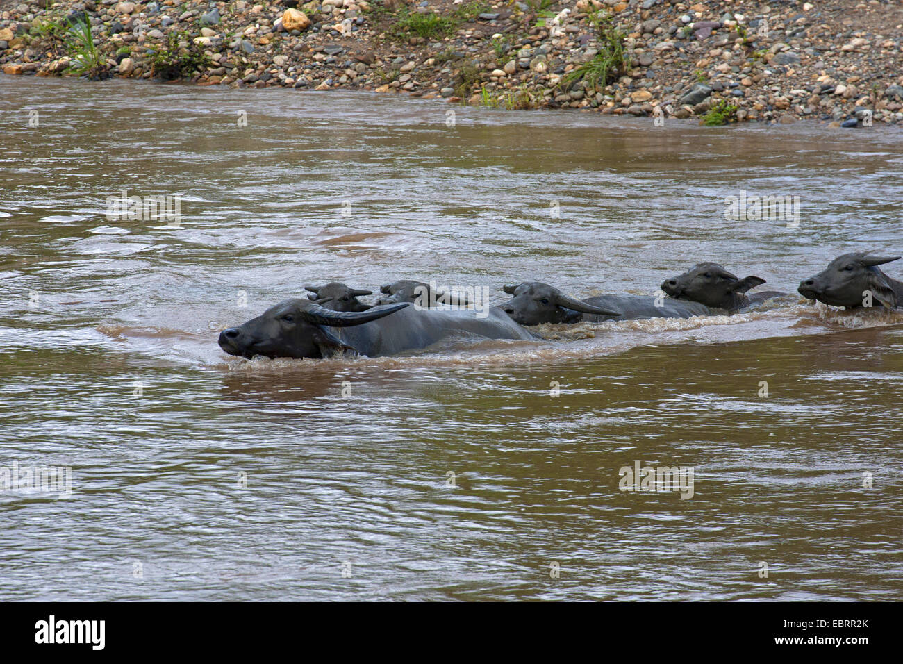 Asian water buffalo, wild water buffalo, carabao (Bubalus bubalis ...