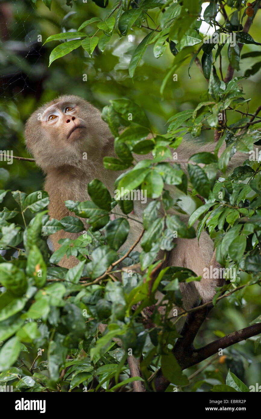 Pig and khao hi-res stock photography and images - Alamy