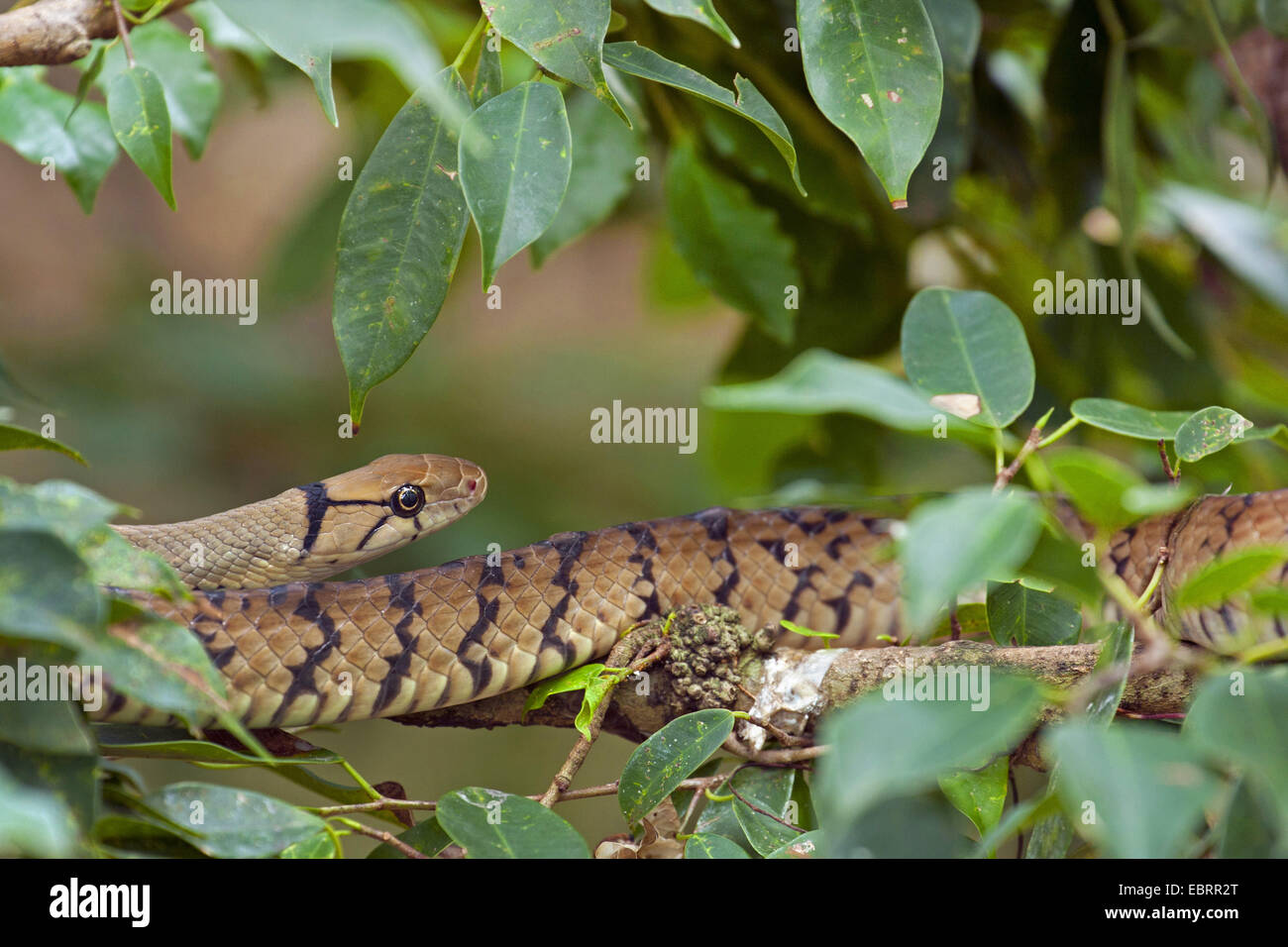 Radiated ratsnakes hi-res stock photography and images - Alamy