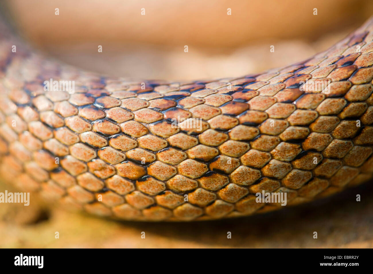 smooth snake (Coronella austriaca), scales, Germany, Hesse Stock Photo ...