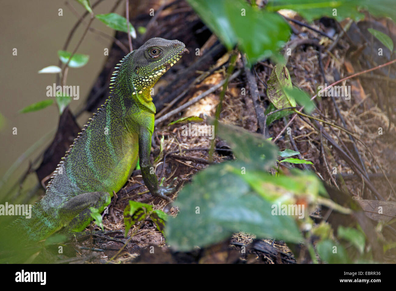 Water dragon habitat High Resolution Stock Photography and Images - Alamy