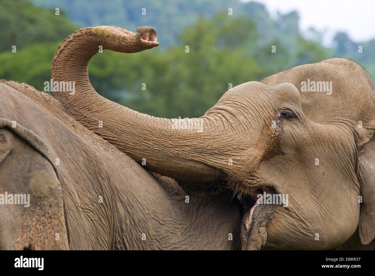 Asiatic elephant, Asian elephant (Elephas maximus), elephant lays its ...