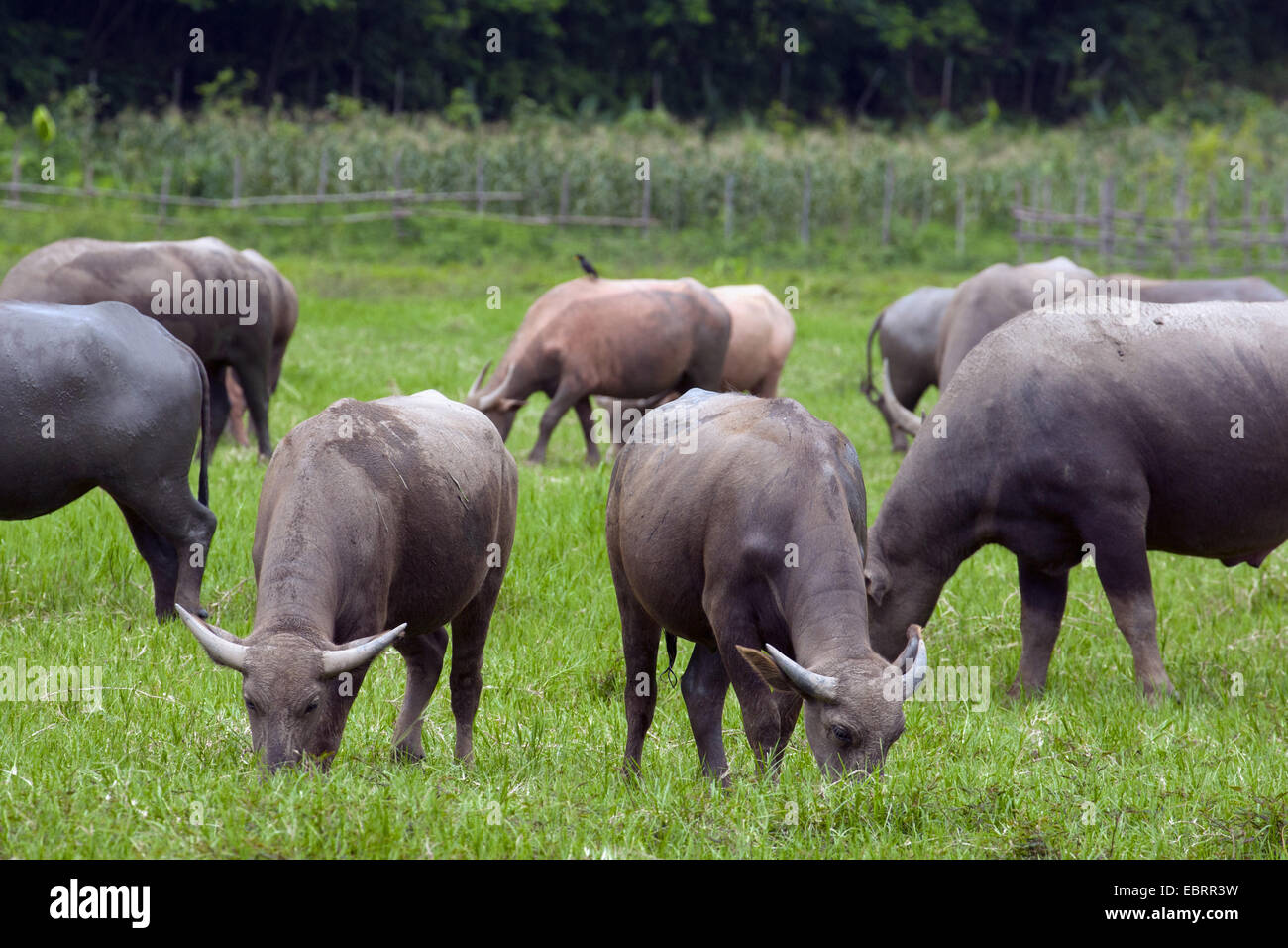 Asian water buffalo, wild water buffalo, carabao (Bubalus bubalis ...