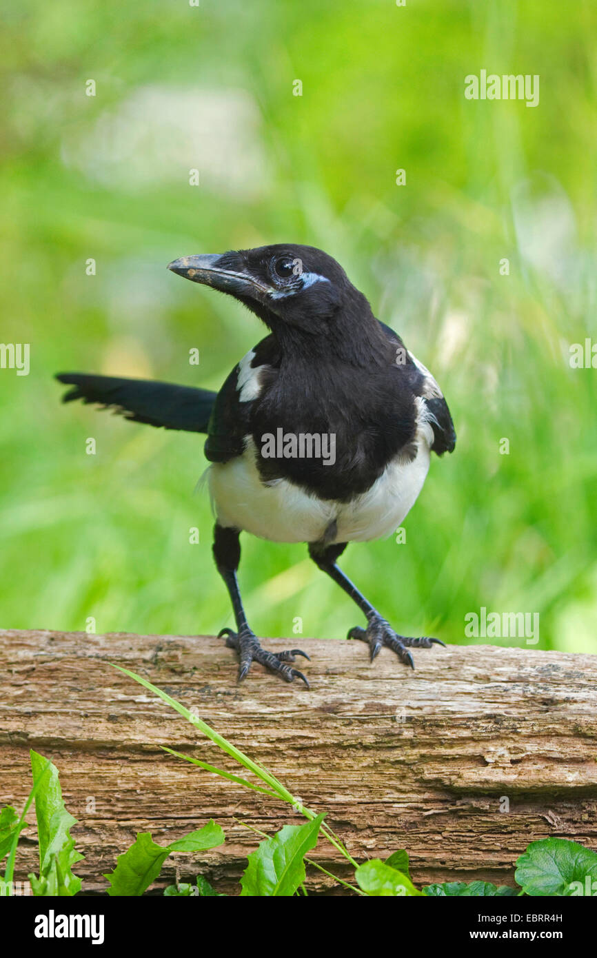black-billed magpie (Pica pica), juvenile on tree snag, Germany, North ...