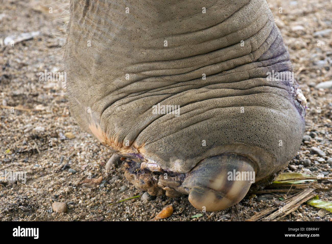 Asiatic elephant, Asian elephant (Elephas maximus), injured foot of a ...