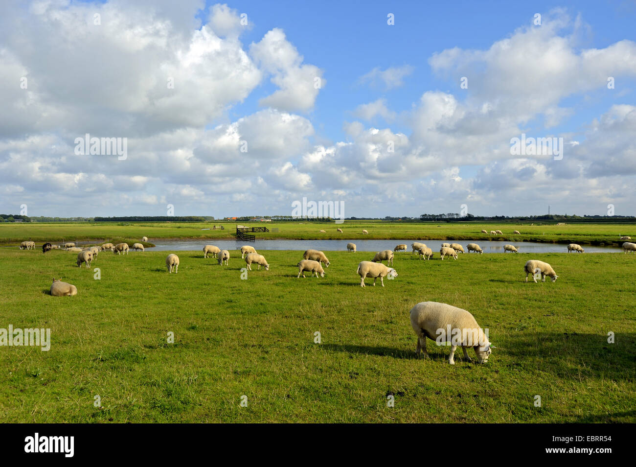 The texel is a breed of domestic sheep hi-res stock photography and ...