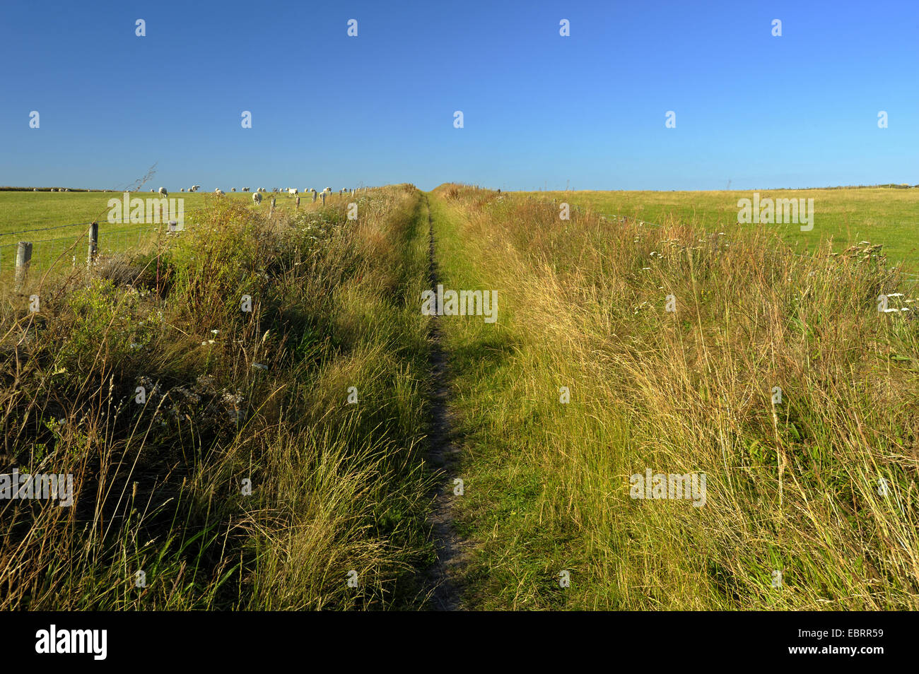 path in the conservation area Hooge Berg lined by typical grass-grown ...