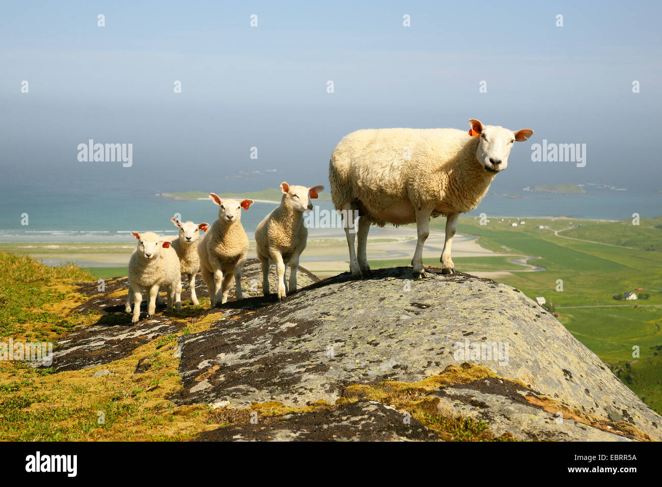 Lambs standing on a rock hi-res stock photography and images - Alamy