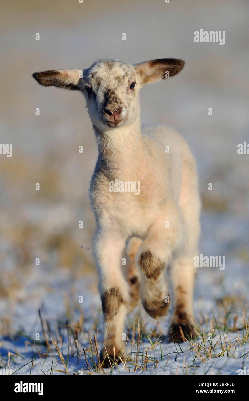 Cute lamb looking into camera hi-res stock photography and images - Alamy