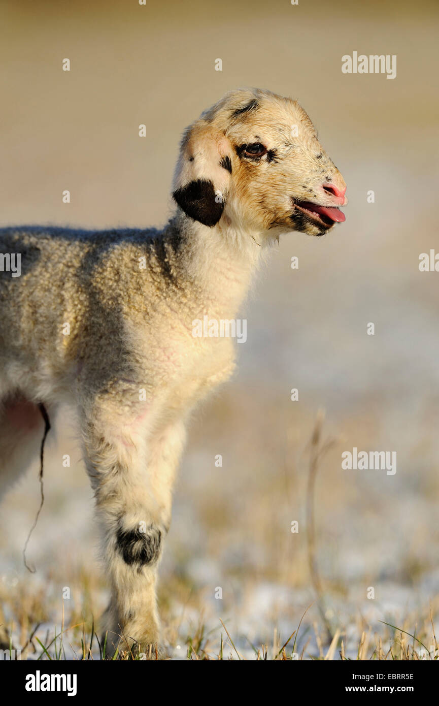 Bleat vertical hi-res stock photography and images - Alamy