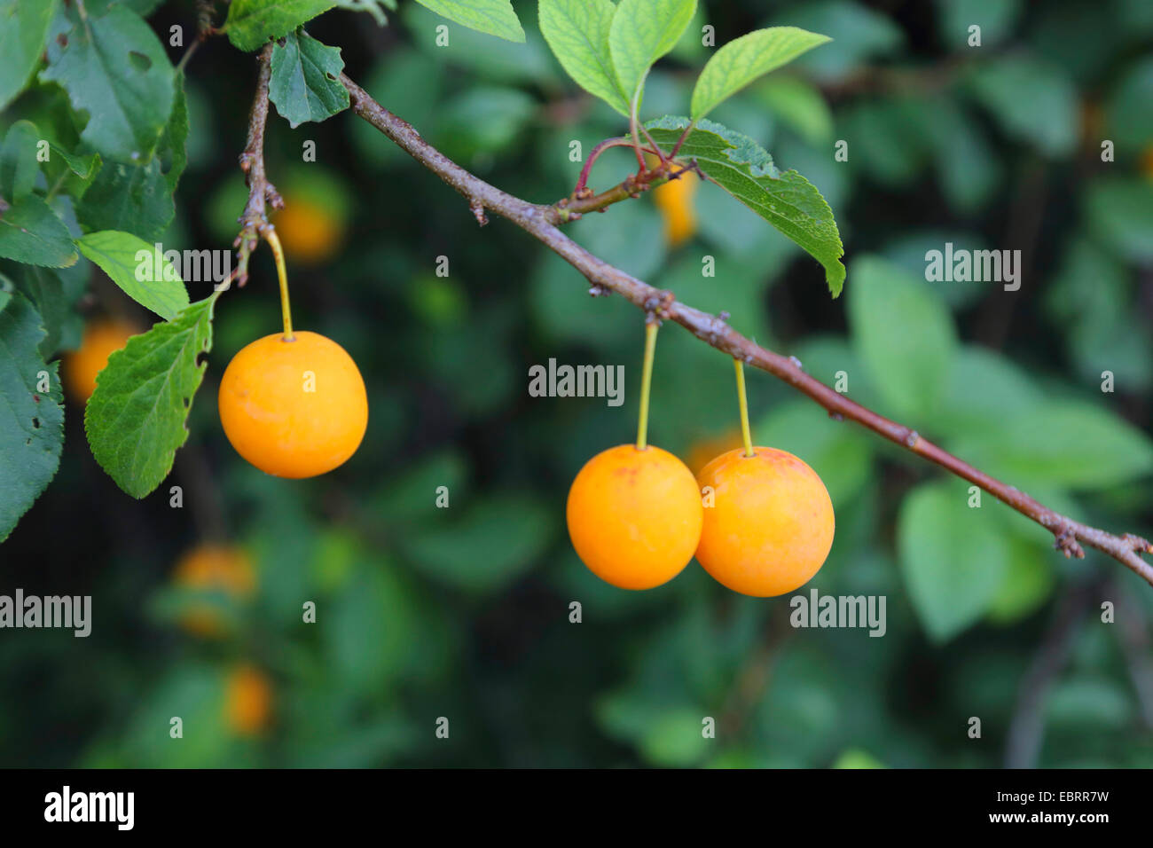 Cherry Plum Fruit Tree
