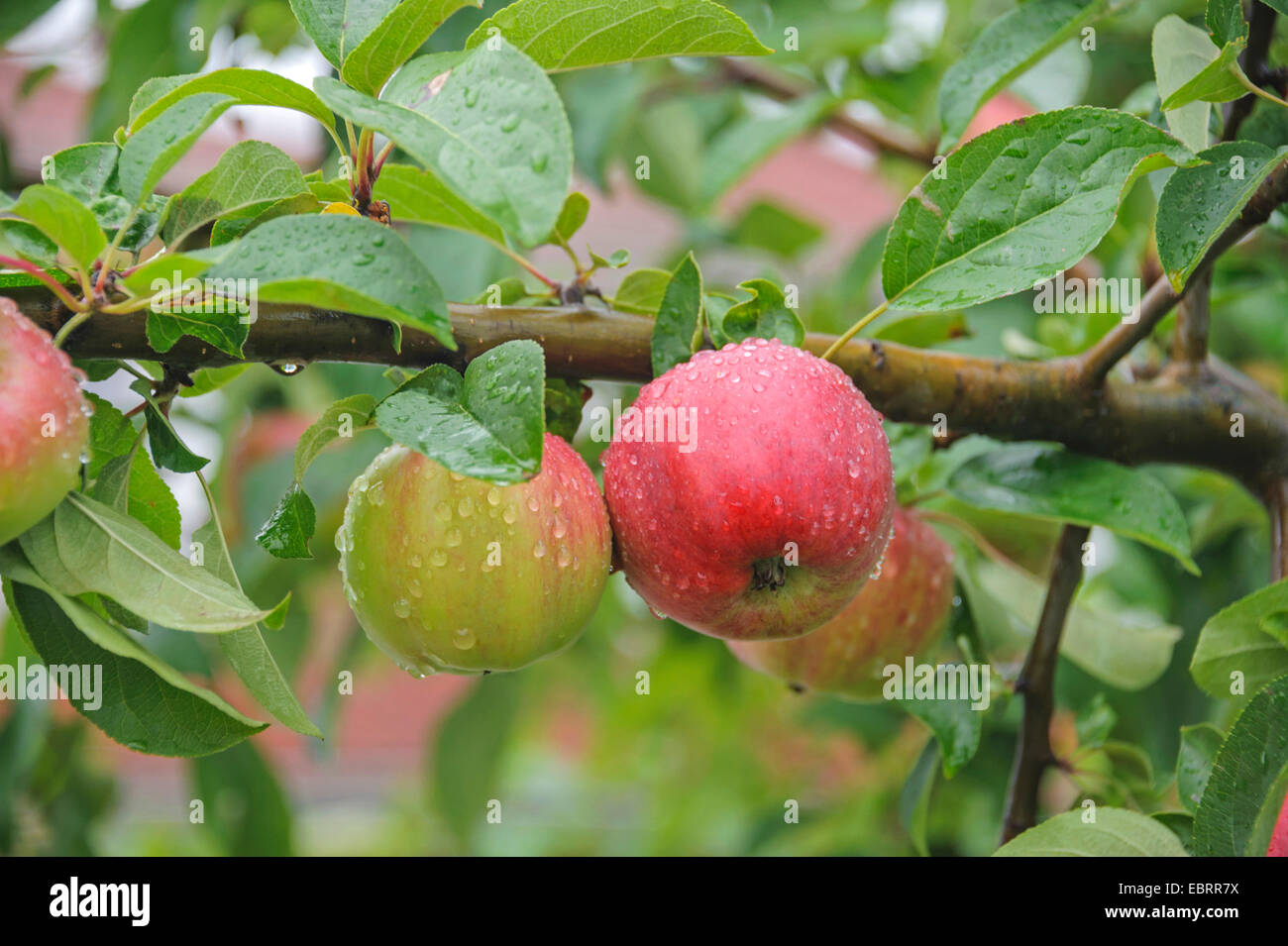 Gravensteiner apple hi-res stock photography and images - Alamy